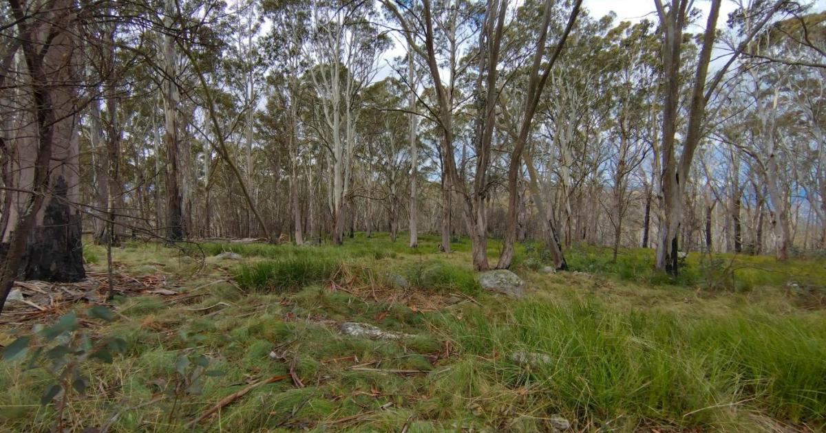 Wednesday walk, CBC Sponsored - Medium/ Hard - Emu Flat | Wed 09t...