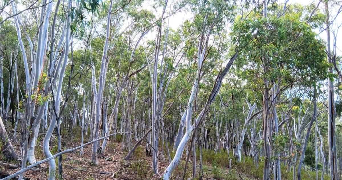A morning wander at Mt Ainslie Nature Reserve | Sat 31st May 2025...