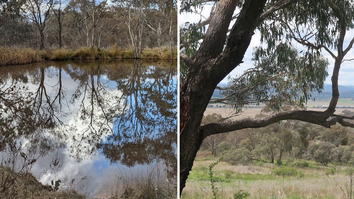 Callum Brae and Jerra Grasslands | Sun 06th Aug 2023 | Canberra B...