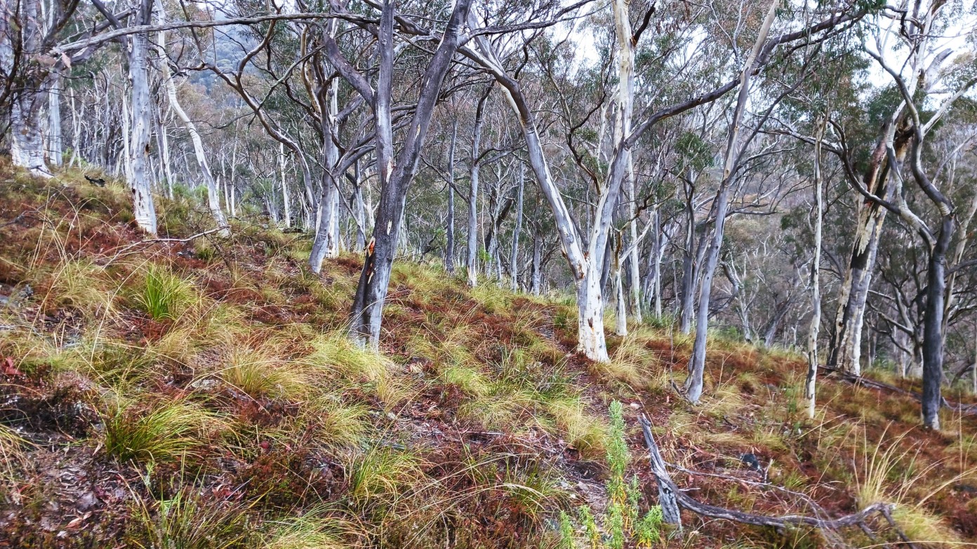 Rob Roy Range Nature Reserve II | Wed 16th Aug 2023