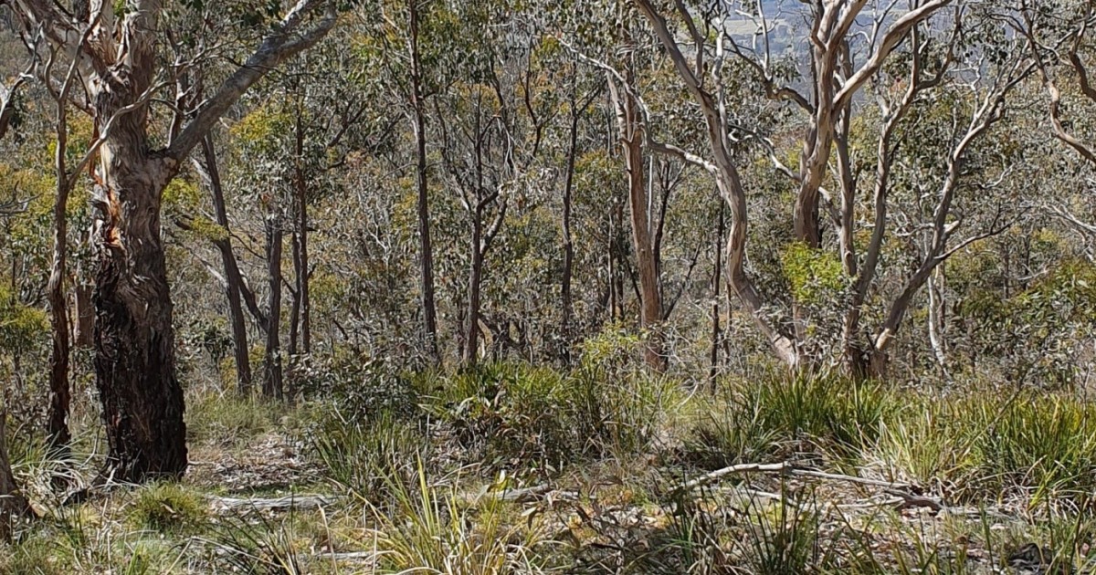 Sunday 15th October Mt Ramsay Trig | Sun 15th Oct 2023