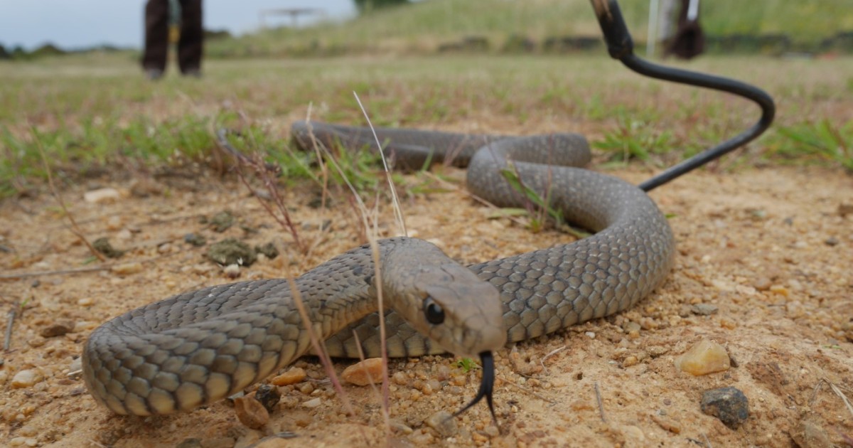 Snake Awarness | Sat 30th Dec 2023 | Canberra Bushwalking Club
