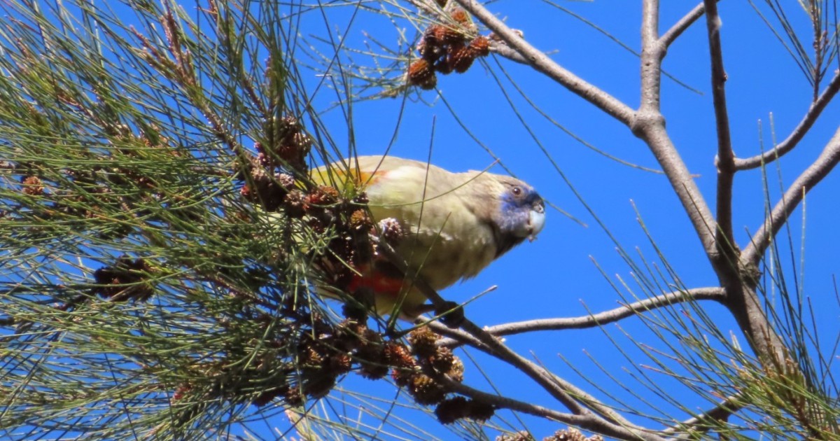 Training outing - Bird identification for bushwalkers - session o...