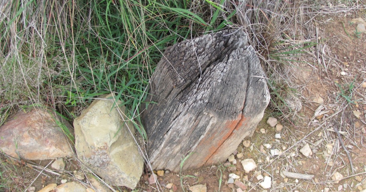 Arboreta in Kowen Forest | Sat 30th Mar 2024 | Canberra Bushwalki...