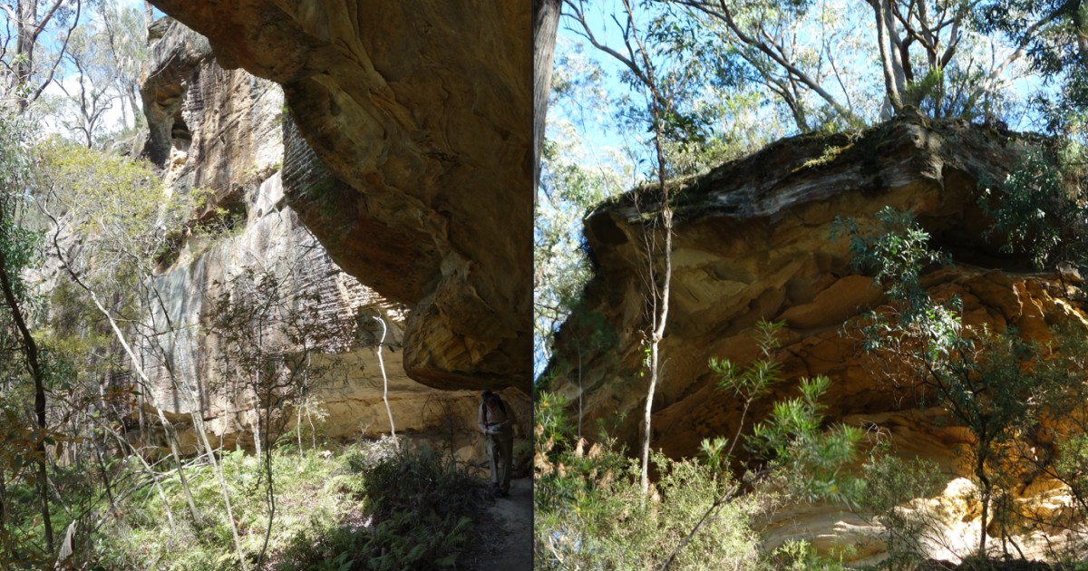 Penrose State Forest and The Stingray Swamp Flora Reserve | Tue 1...