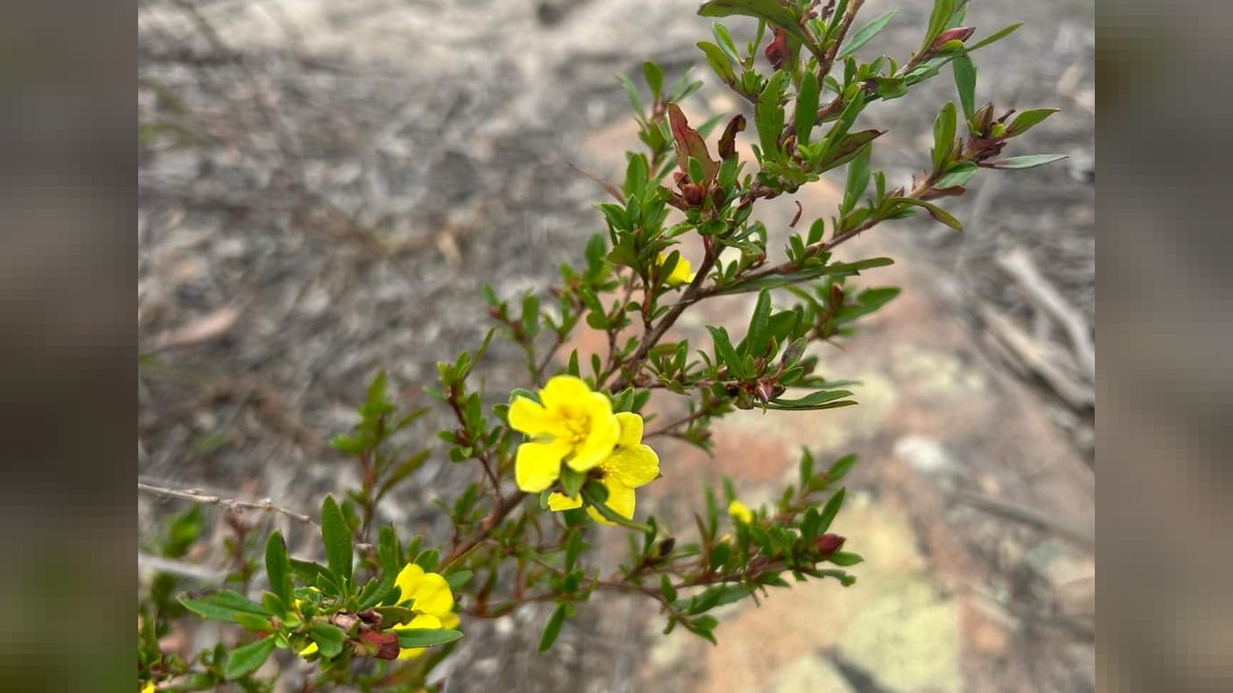 Koala Bushlands via Ford Road Conservation Park | Sun 12th May 20...