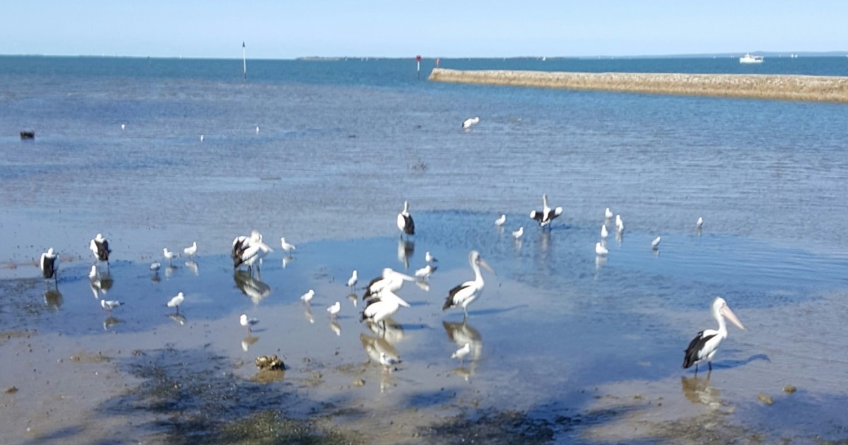 Sandgate Bike Ride | Sun 14th Jul 2024 | Ipswich Bushwalkers