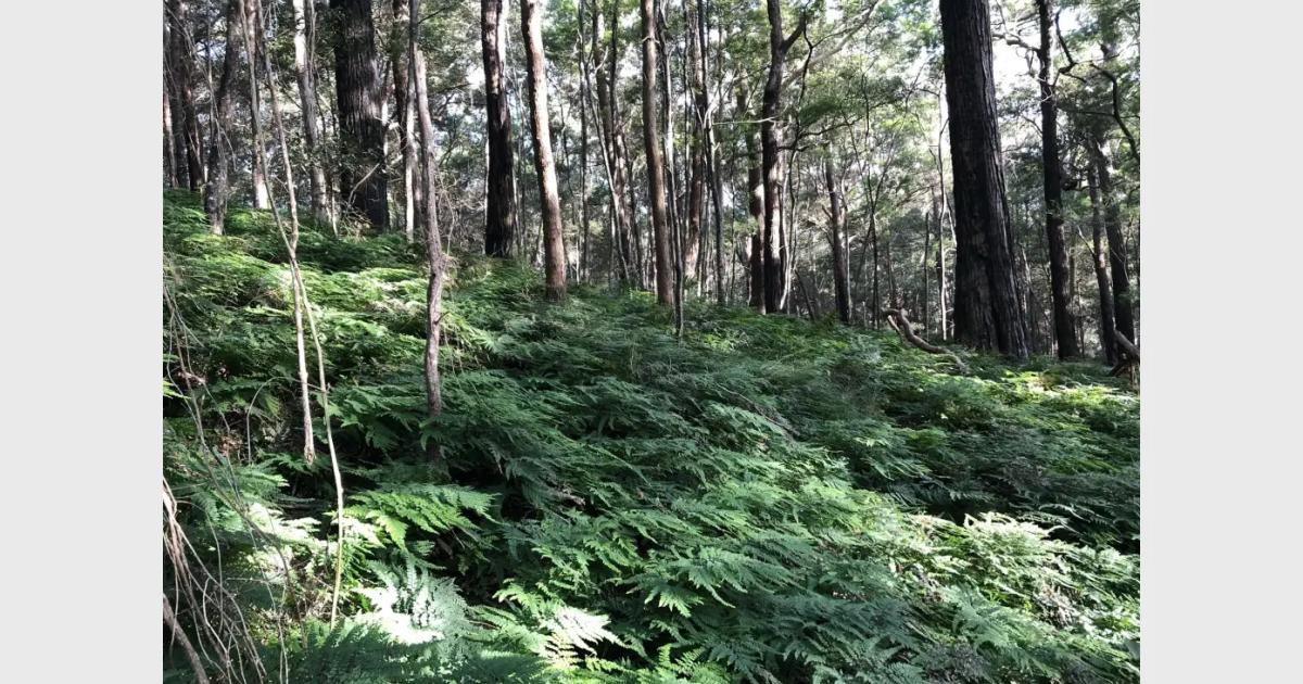 GARAWARRA SCA (Grade 3) - HACKING RIVER VIA BURGH TRACK | Thu 30t...